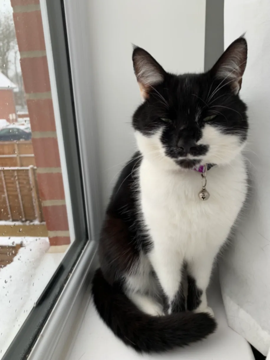Lost & Found Cats in Colchester (GB) | PetRadar